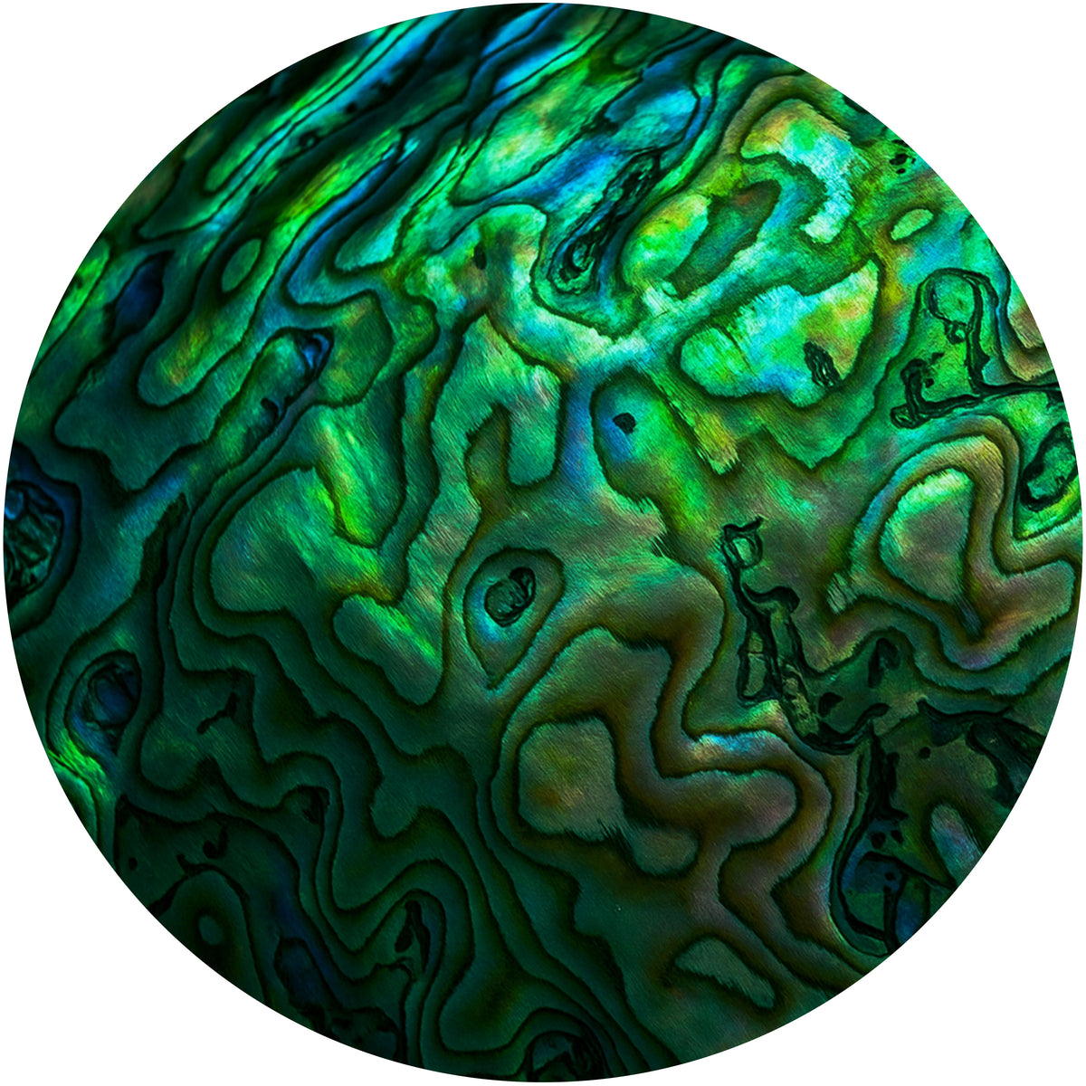 CIRQUE ACT TWO Pattern No PĀUA GREEN (63099) – Aspiring Walls